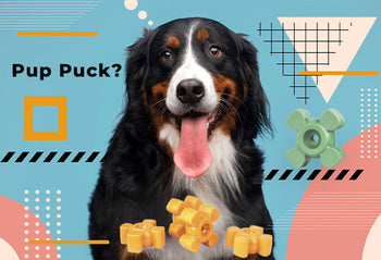 Pup Puck Dog Toys: All You Need to Know About This Indestructible Toy